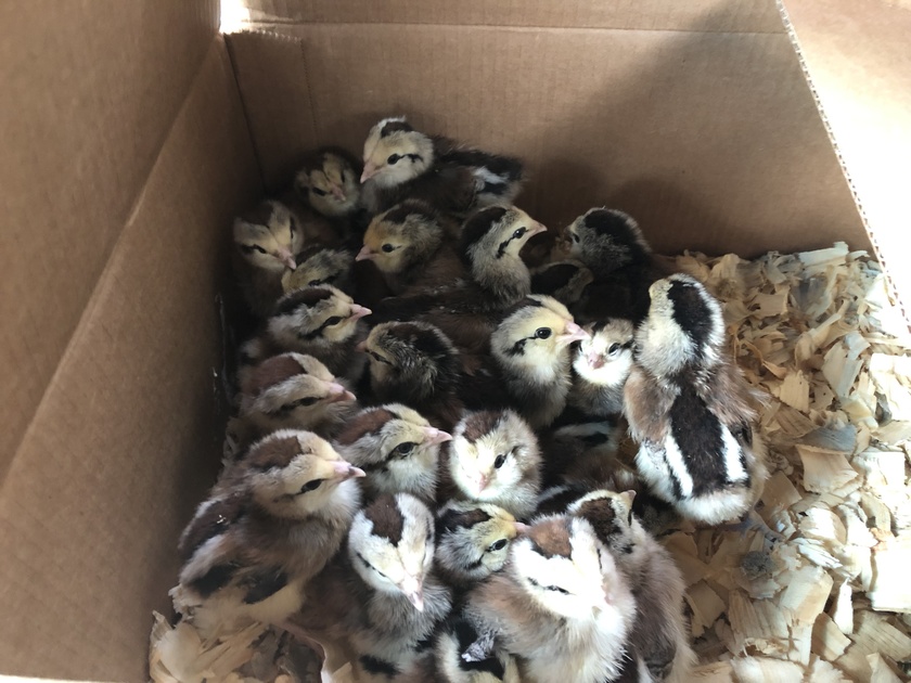 Shared post - 27 little Whiting True Blue chicks headed to a new...