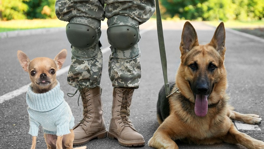 Shared post - In Push For Diversity, Military Canine Units To Give ...