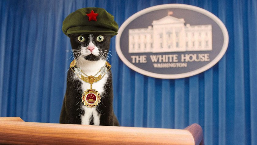 Shared post - It's Official: New White House Cat To Be Named 'Chairman ...
