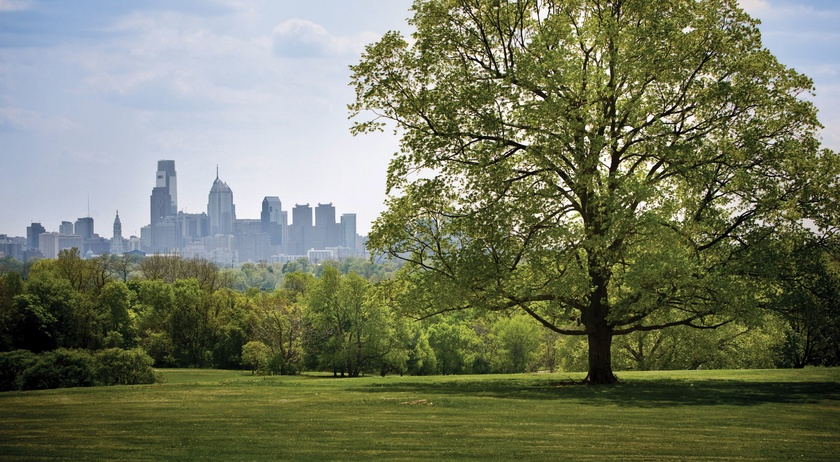 Shared post - Mourning the End of a Famous Tree in Philadelphia