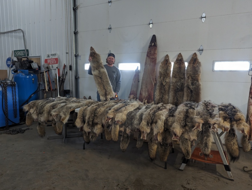 Shared post - My favorite Beaver gun shoots a lot of chickens!