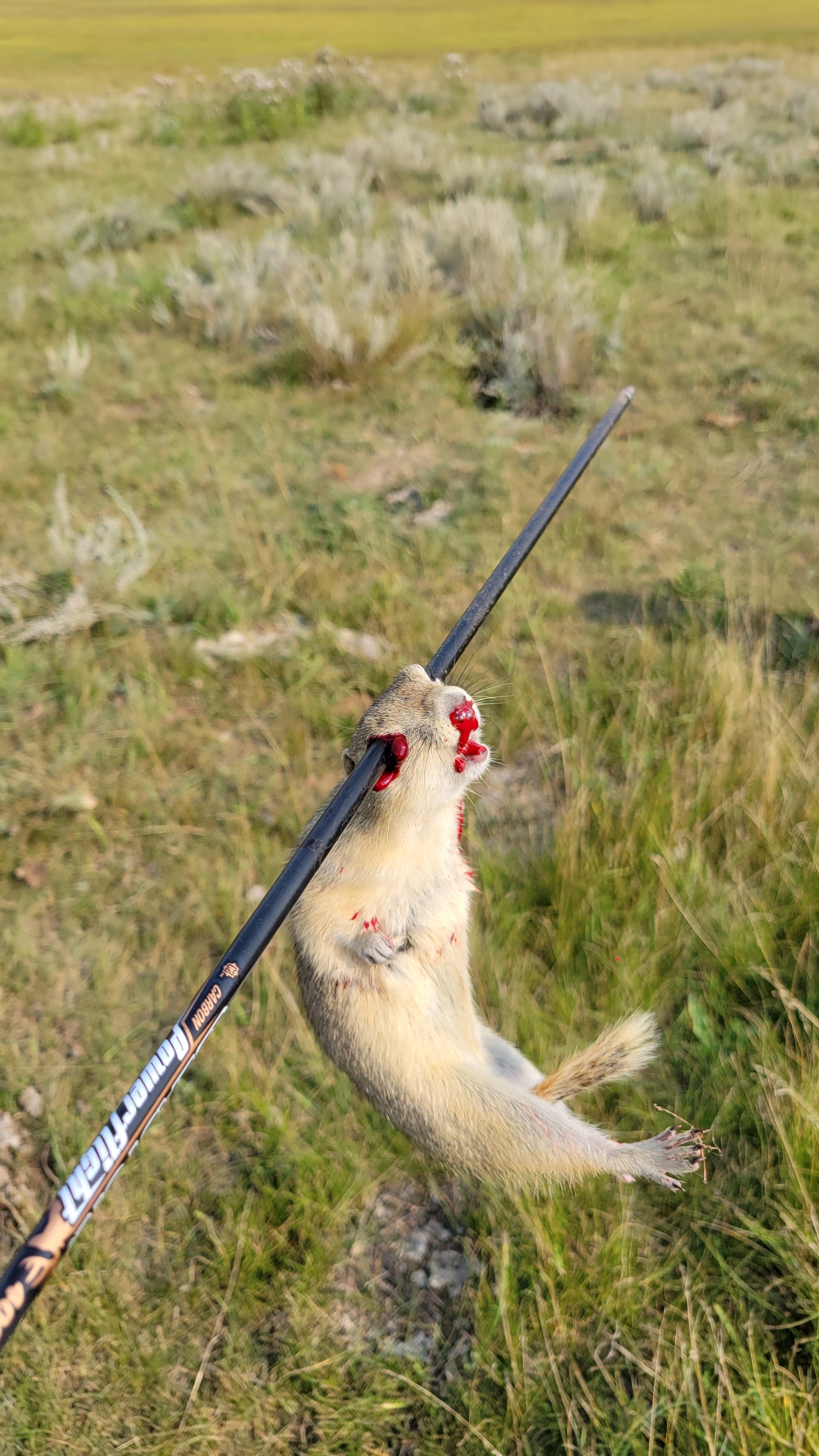 Shared post - Gopher hunting with Granddaughter Amy. Deadly little ...