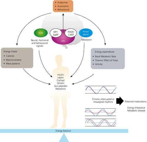 Shared post - Circadian rhythms and meal timing