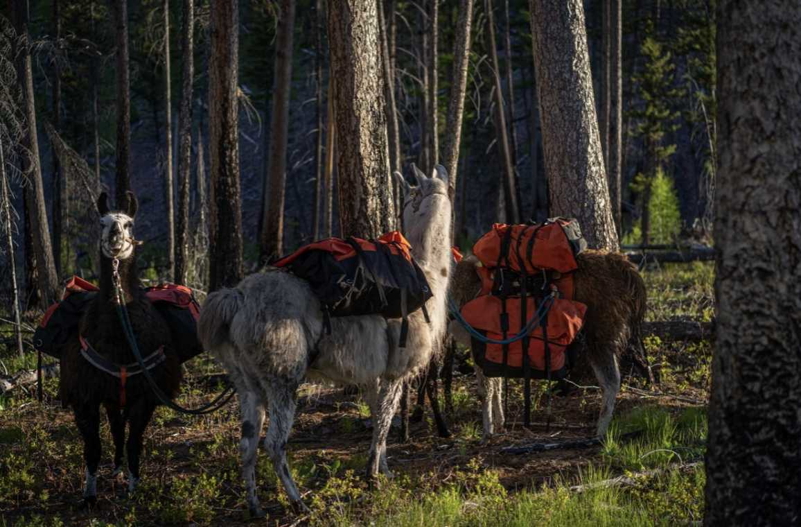 Shared post - LLAMA FACTS⁠ Llamas can carry 18-22% of their ...