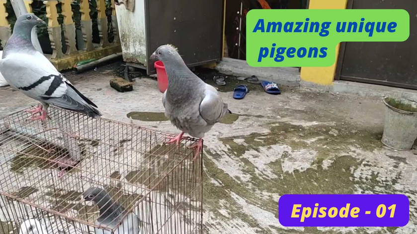 Shared post - Amazing unique pigeons, Episode - 01